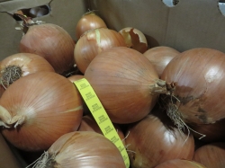 Spokane Produce: Organic Onions